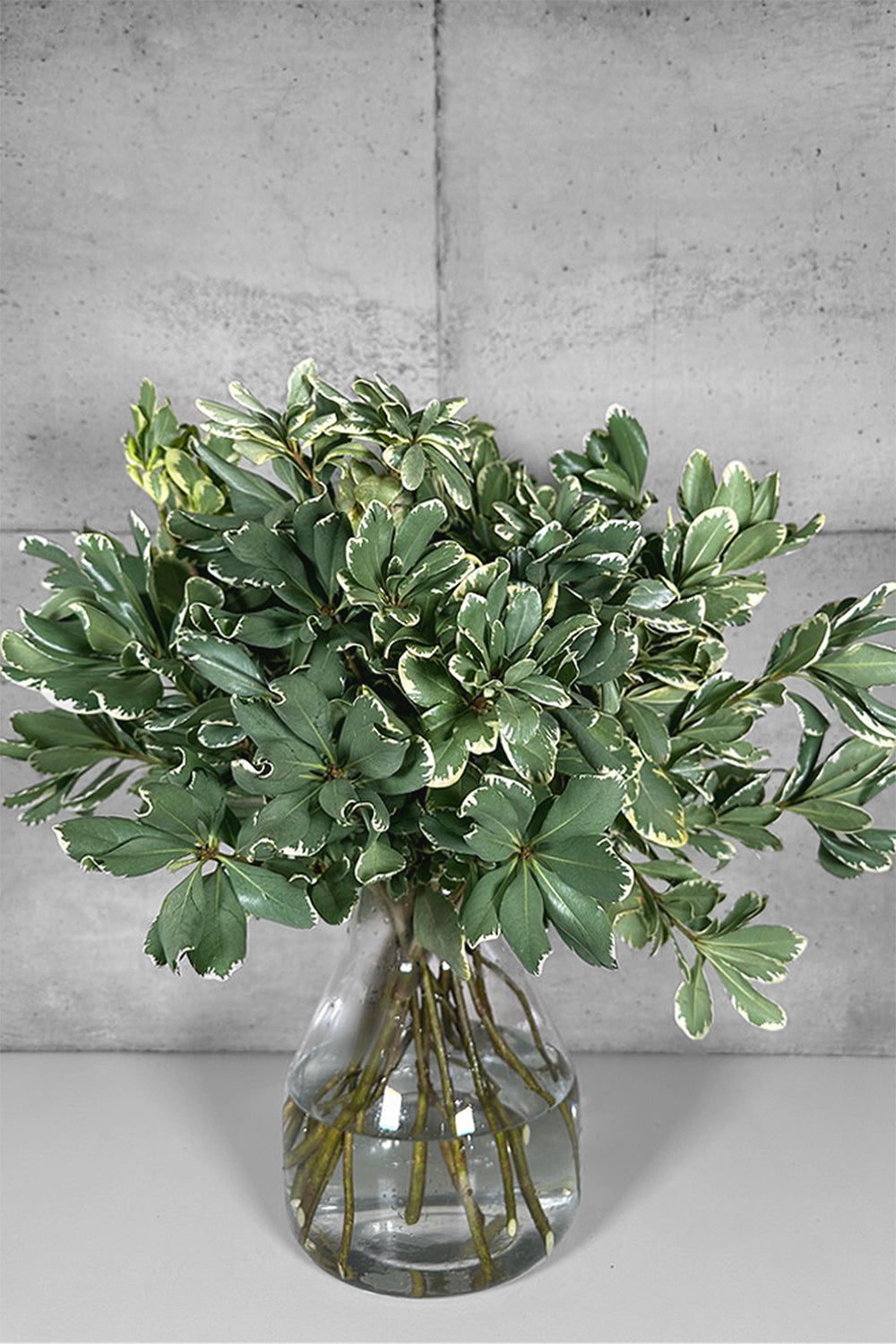 AUSTRALIAN LAUREL – LAYER