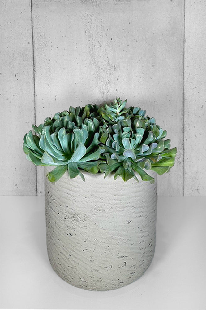 LAYER - CEDAR Echeveria Indoor Plant | layerny.com