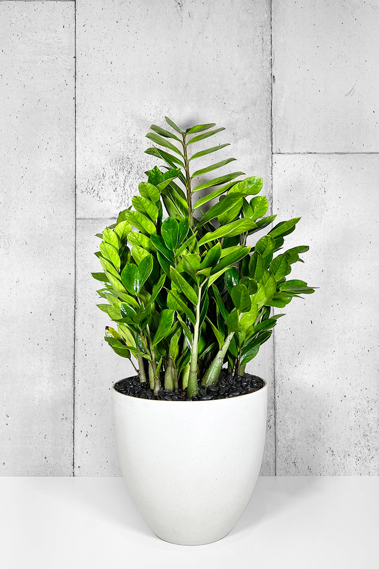 LAYER - WARREN Zizi Plant | layerny.com